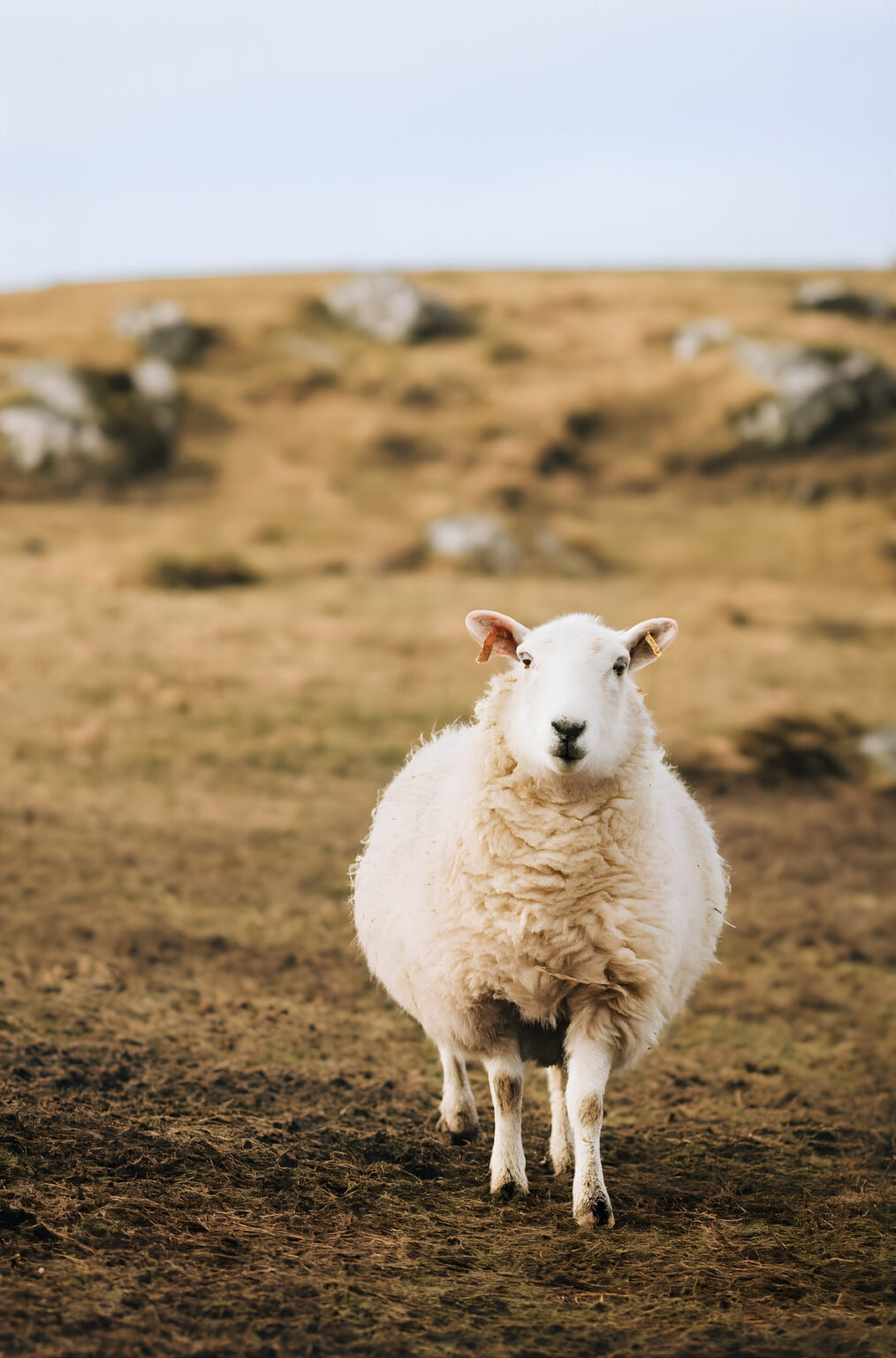 What Is Harris Tweed? Discover Scotland’s Iconic Fabric at A Scents Of ...